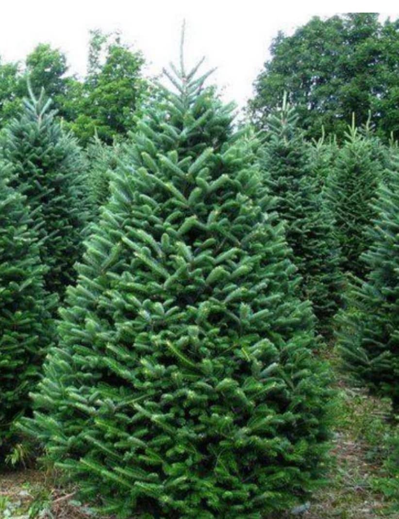 2026 Light Up The Park Pinckney Tree Trail Purchase | Light Up The Park ...